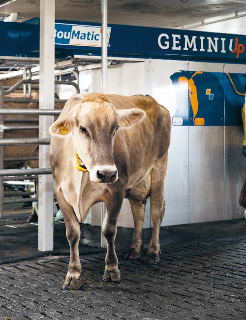 Robot di Mungitura Gemini singolo - EnneEffe