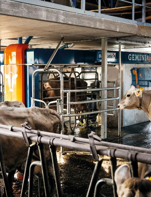 Robot di Mungitura Gemini singolo - EnneEffe